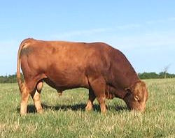 Akaushi Cattle Semen – Artesian Ranch