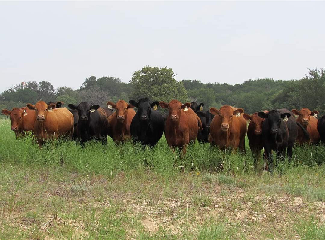 Artesian Ranch - Making Beef Better Using Akaushi Genetics