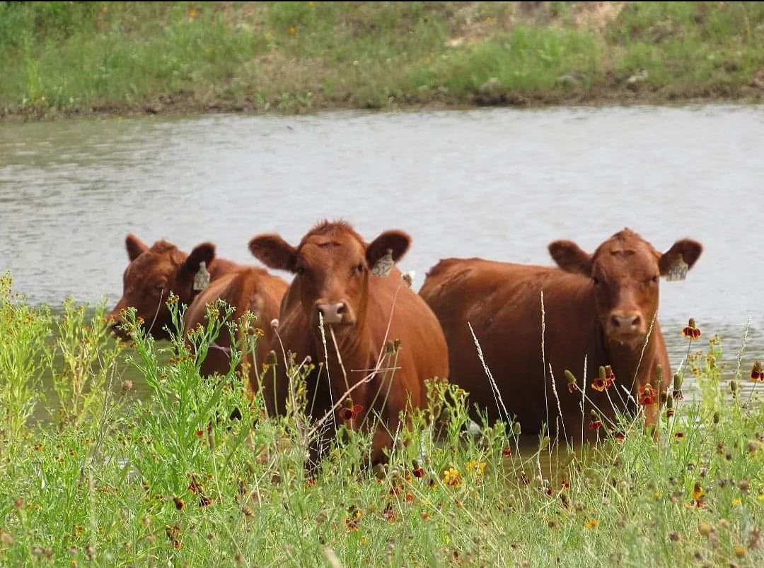 Artesian Ranch - Making Beef Better Using Akaushi Genetics
