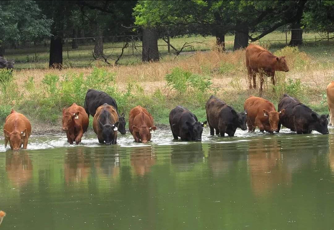 Artesian Ranch - Making Beef Better Using Akaushi Genetics