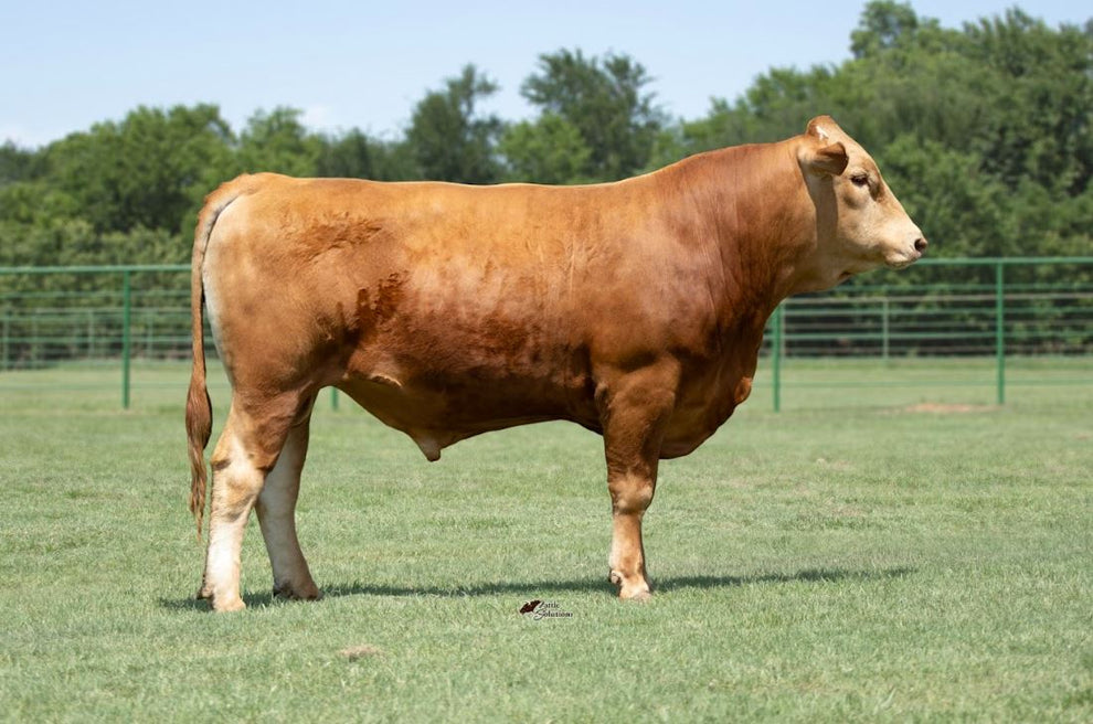 Semen - Artesian Akio - L302 ET – Artesian Ranch