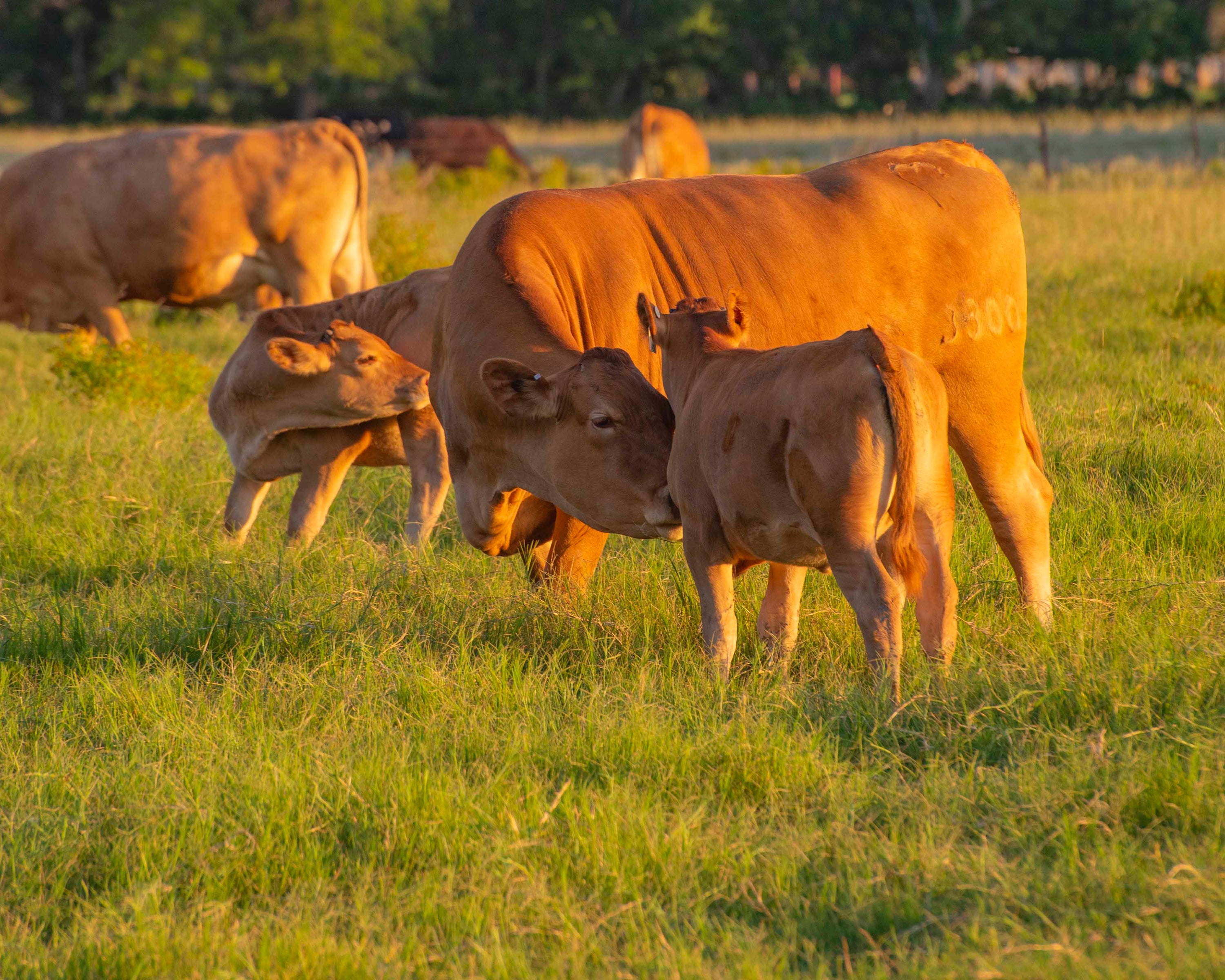 Artesian Ranch - Making Beef Better Using Akaushi Genetics