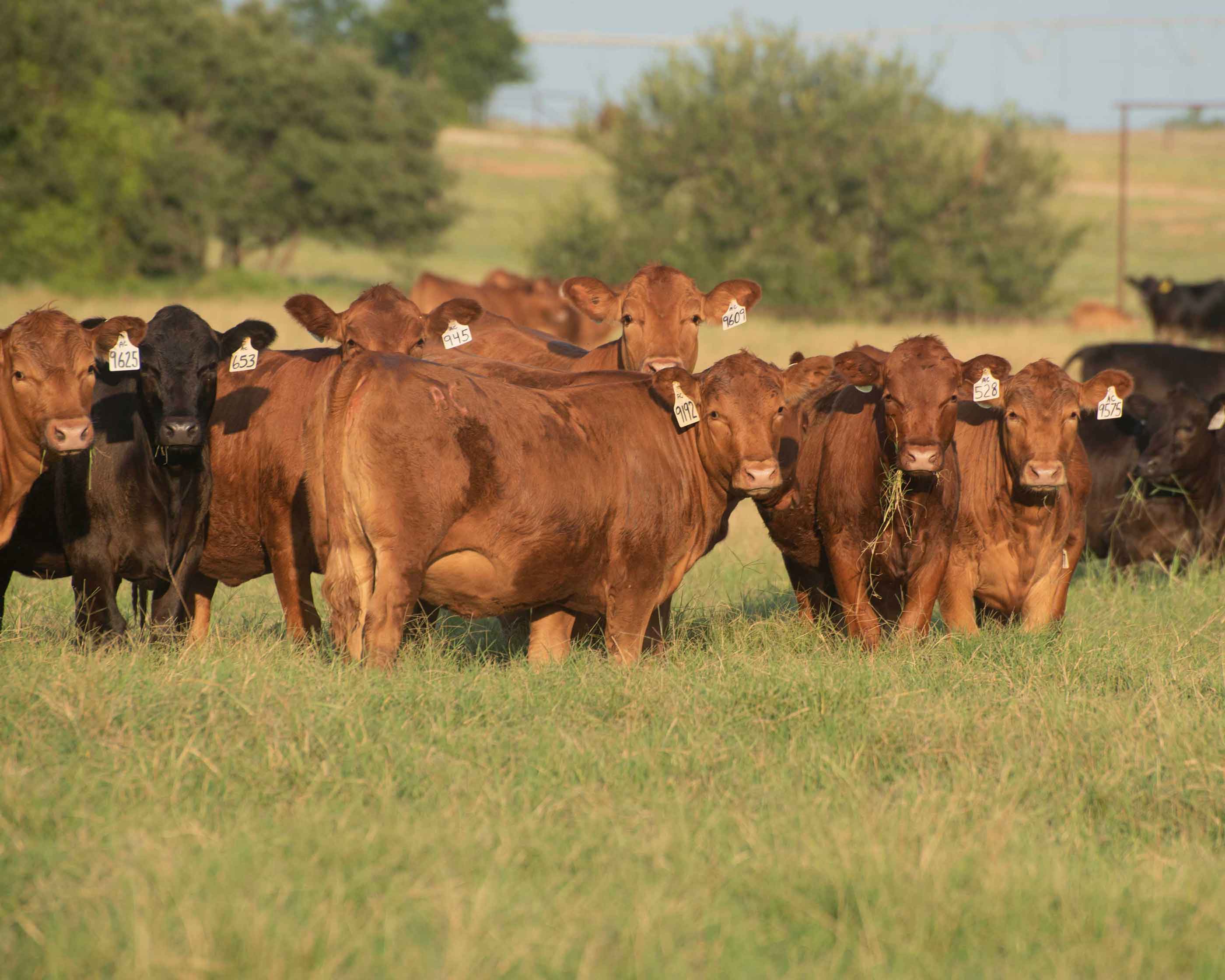 Artesian Ranch - Making Beef Better Using Akaushi Genetics