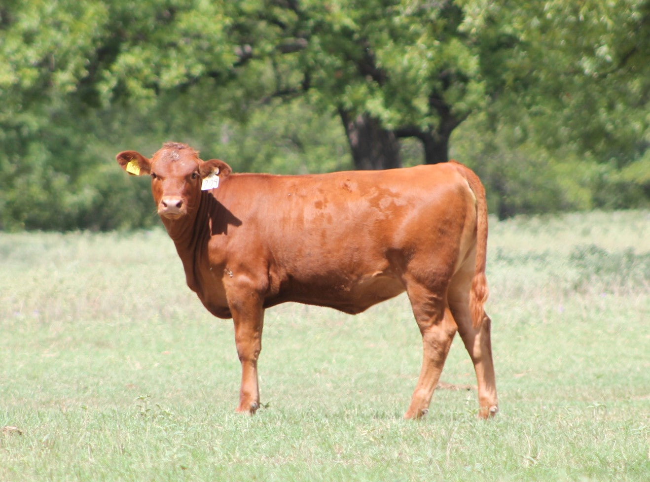 Artesian Ranch - Making Beef Better Using Akaushi Genetics