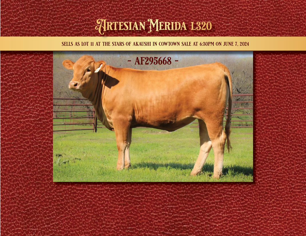 Artesian Ranch - Making Beef Better Using Akaushi Genetics