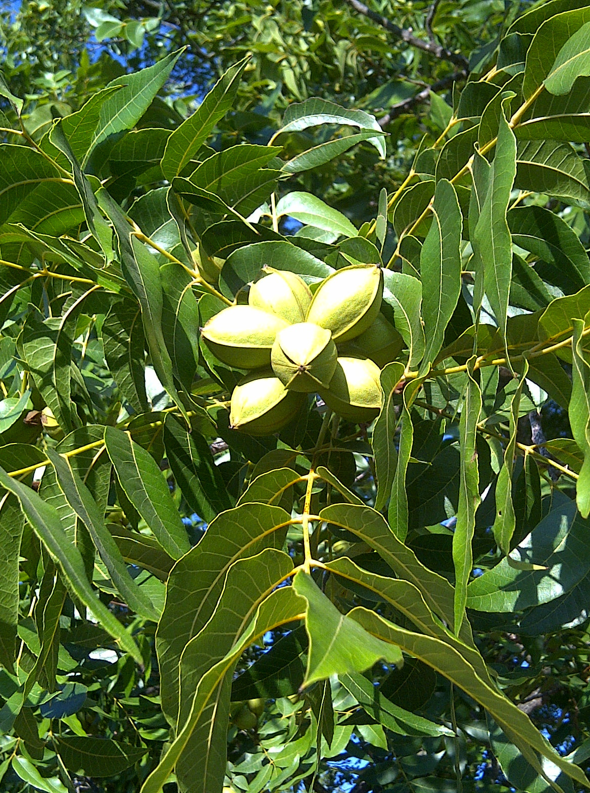 Pecans – Artesian Ranch