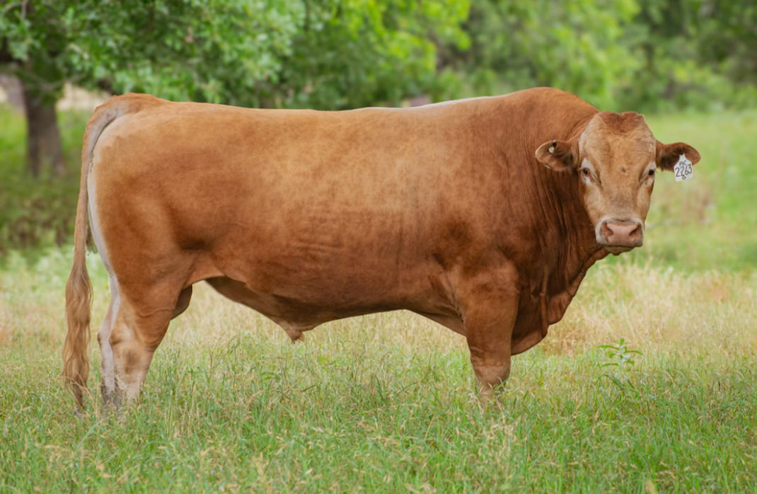 Cattle & Frozen Genetics – Artesian Ranch