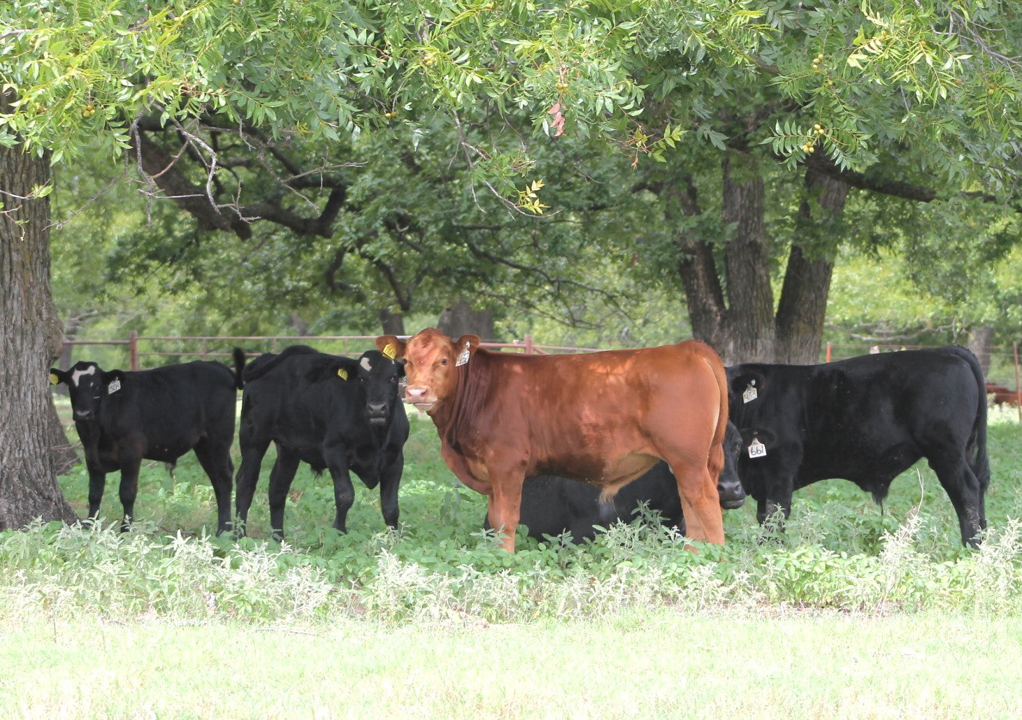 Artesian Ranch - Making Beef Better Using Akaushi Genetics
